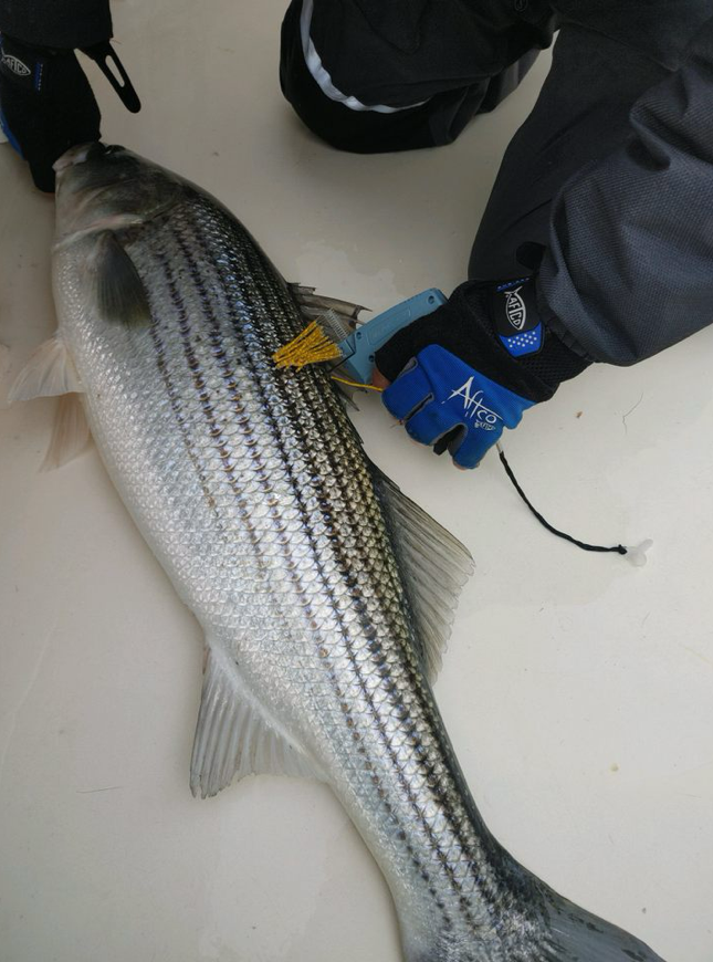 Home [manasquanfishingclub.com]